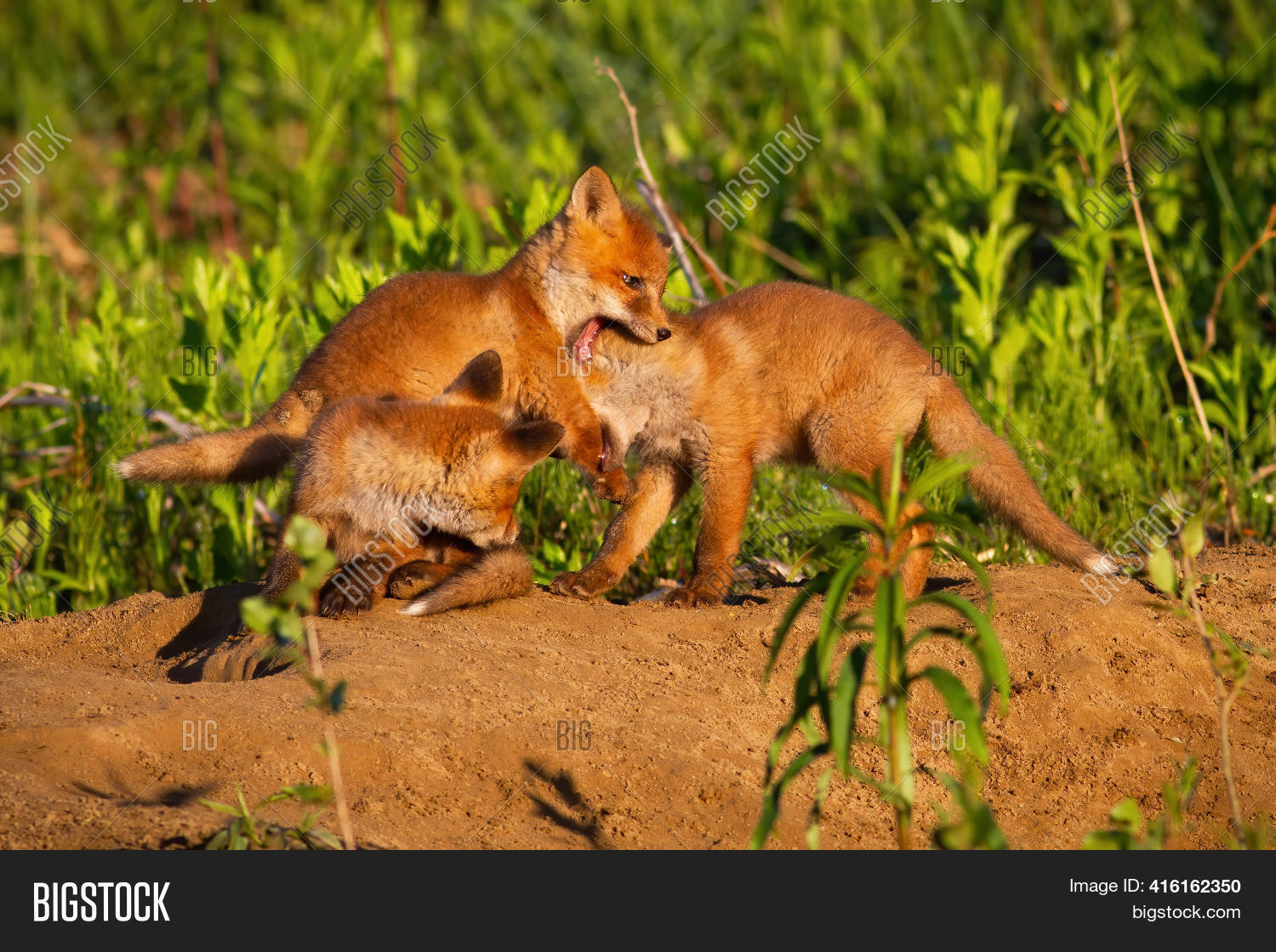 Family Red Fox Playing Image & Photo (Free Trial) | Bigstock