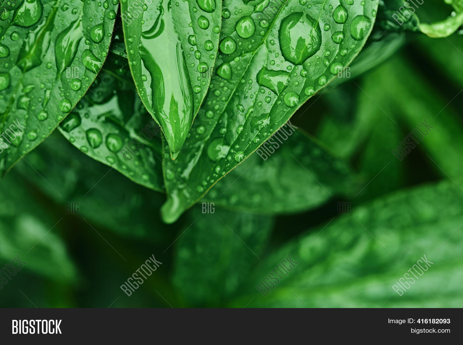 Bright Greenery Large Image & Photo (Free Trial) | Bigstock