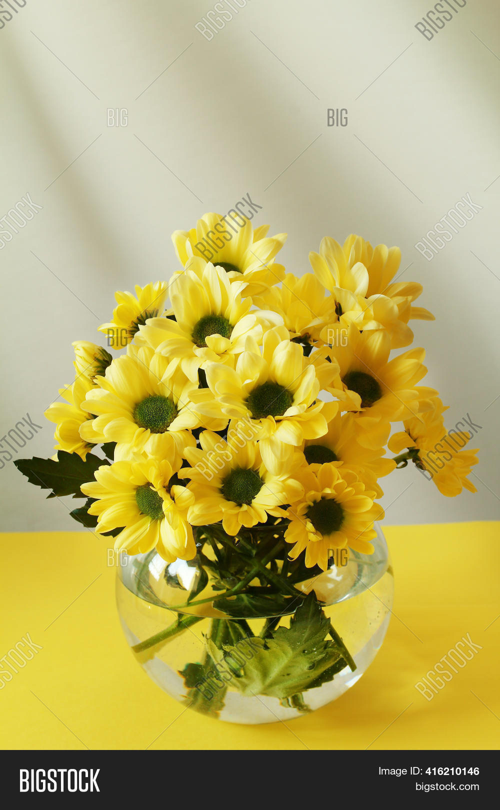 Yellow Daisies Round Image & Photo (Free Trial) | Bigstock