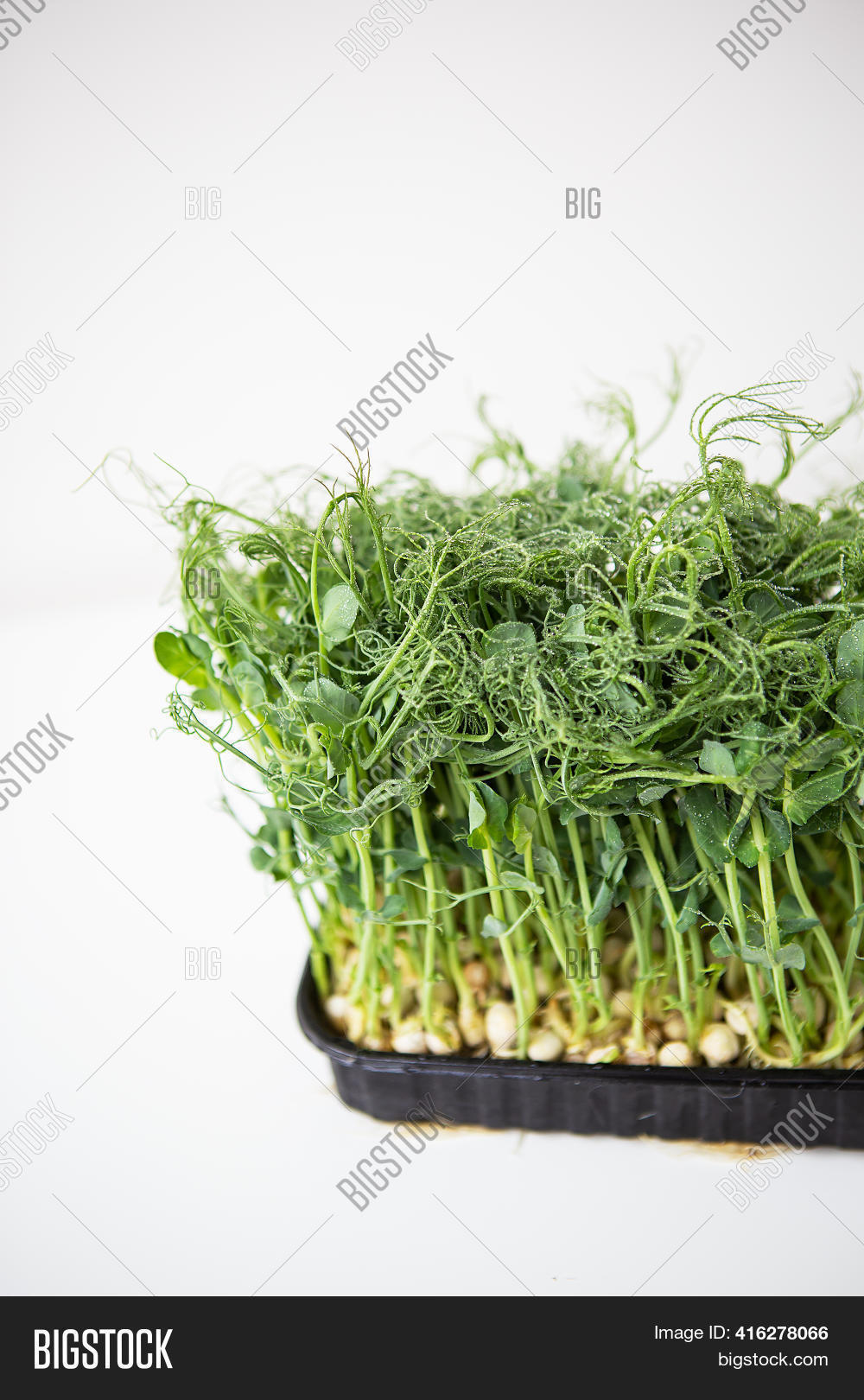 Pea Microgreen Sprouts Image & Photo (Free Trial) | Bigstock