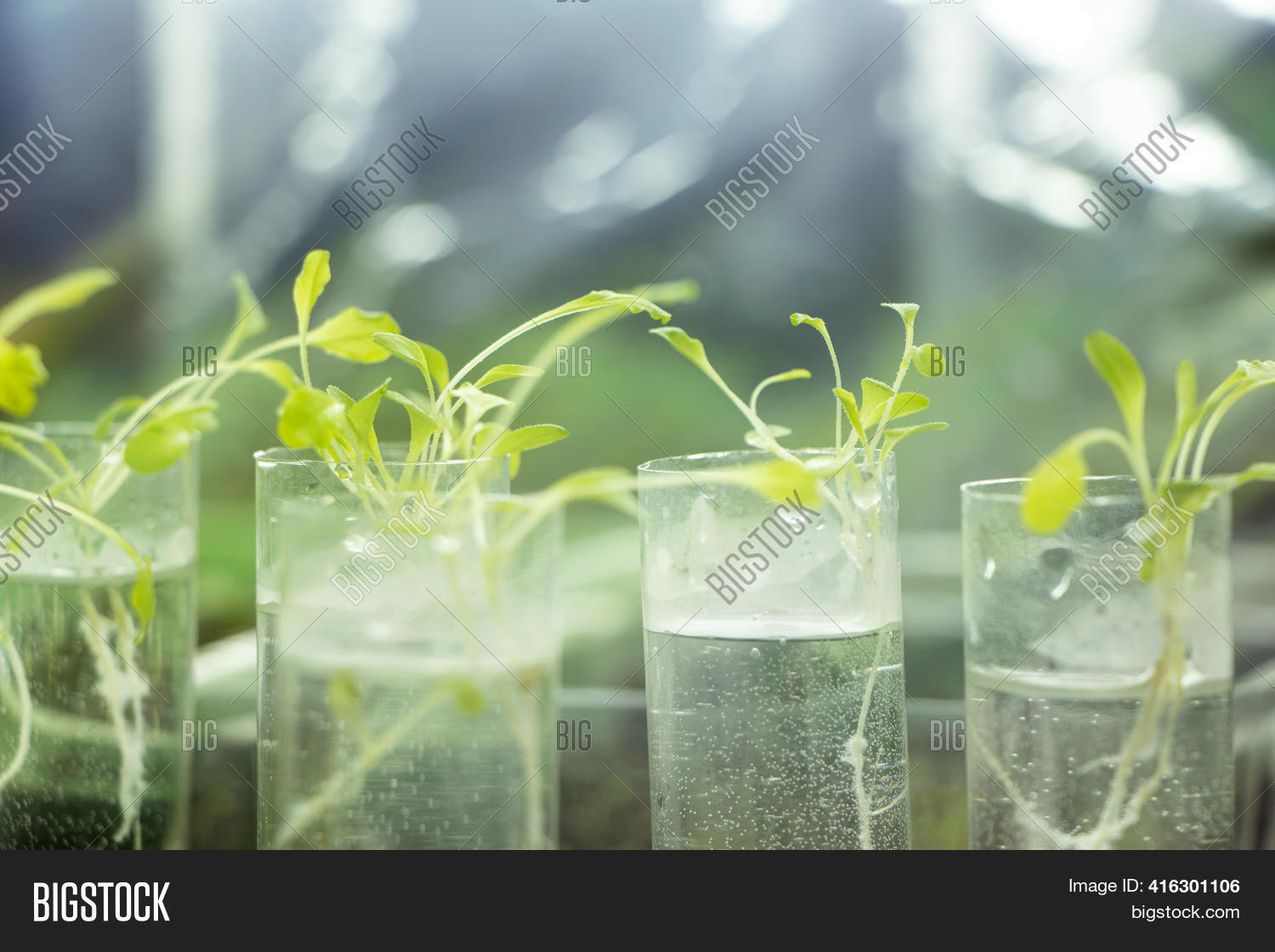 Young Sprout Tube. Image & Photo (Free Trial) | Bigstock