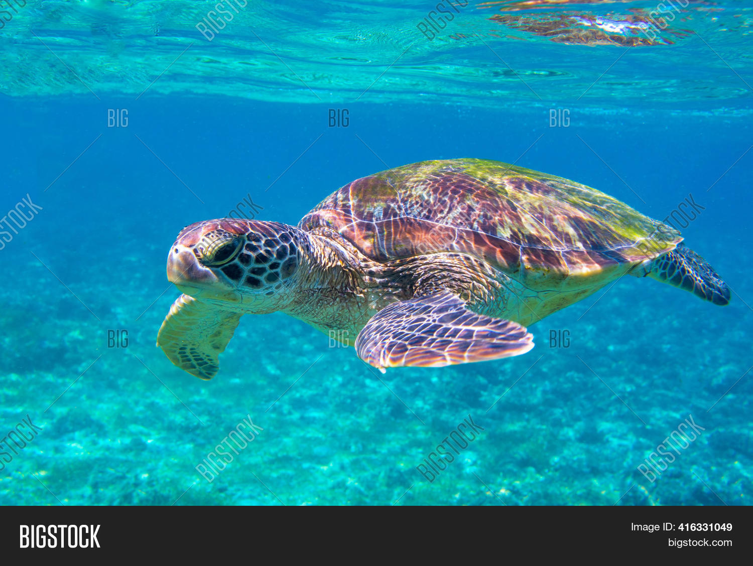 Sea Turtle Portrait Image & Photo (Free Trial) | Bigstock