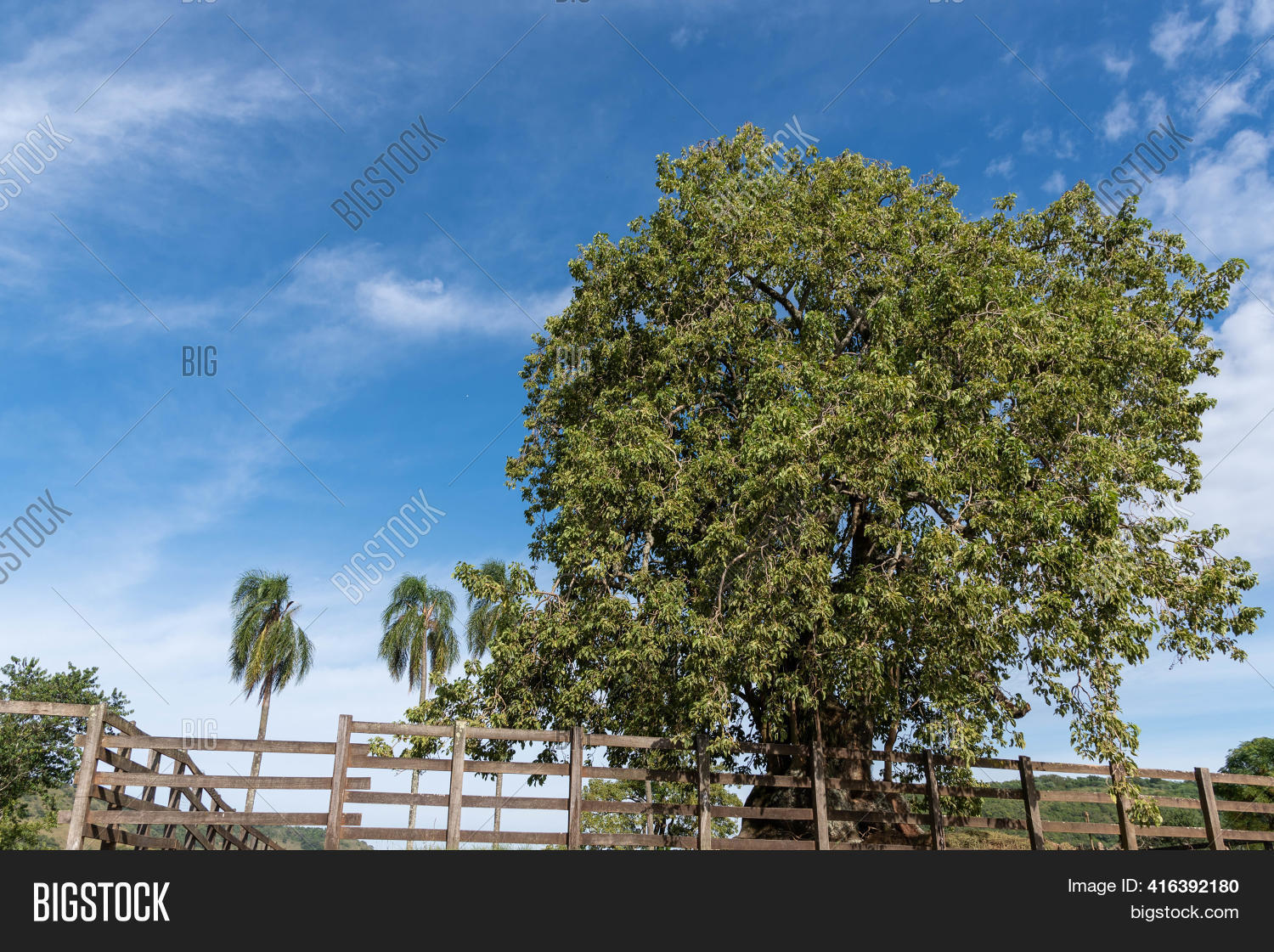 Centenary Tree Úmbu ( Image & Photo (Free Trial) | Bigstock
