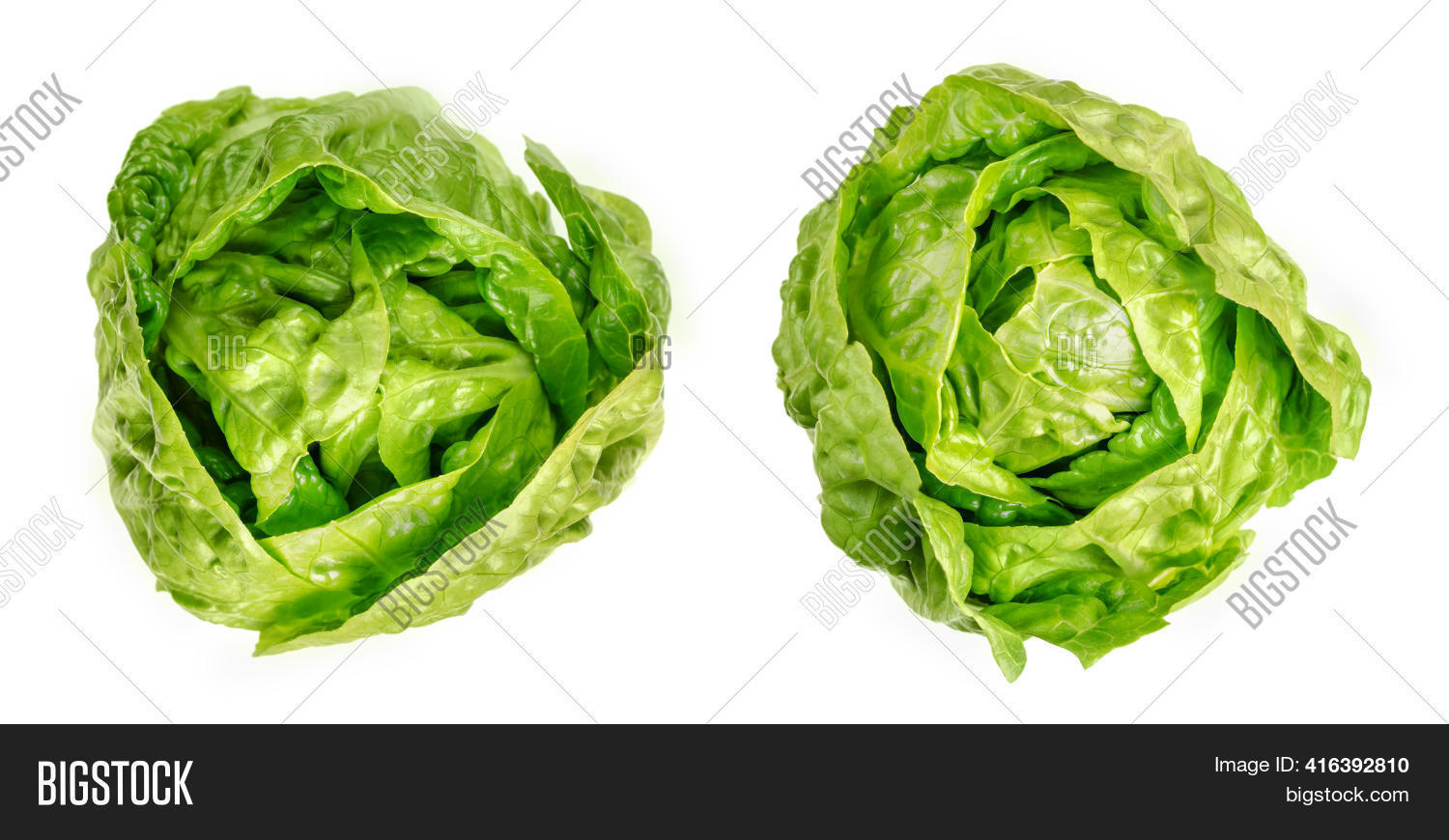 Two Romaine Lettuce Image & Photo (Free Trial) | Bigstock