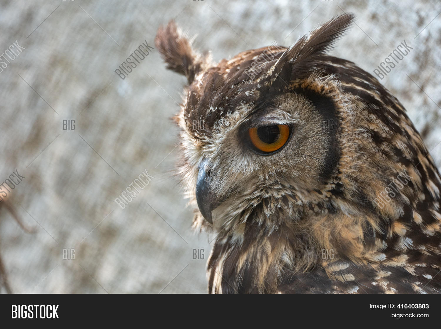 Close View Hea Eyes Image & Photo (Free Trial) | Bigstock