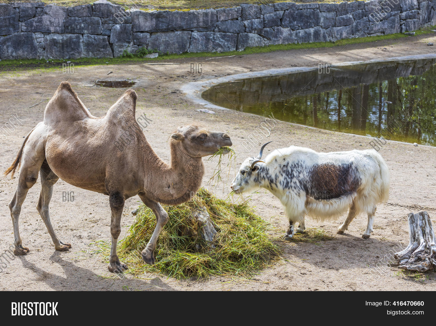 Close View Camel Image & Photo (Free Trial) | Bigstock