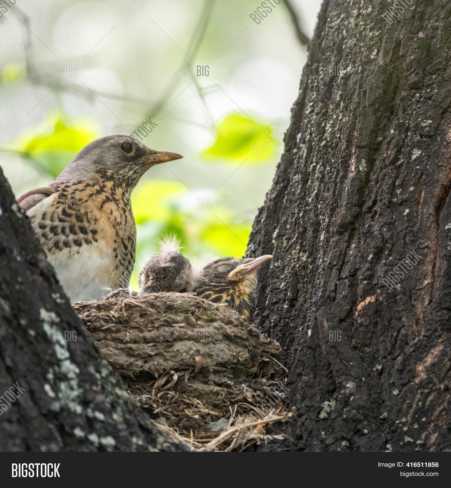 Thrush Fieldfare, Image & Photo (Free Trial) | Bigstock
