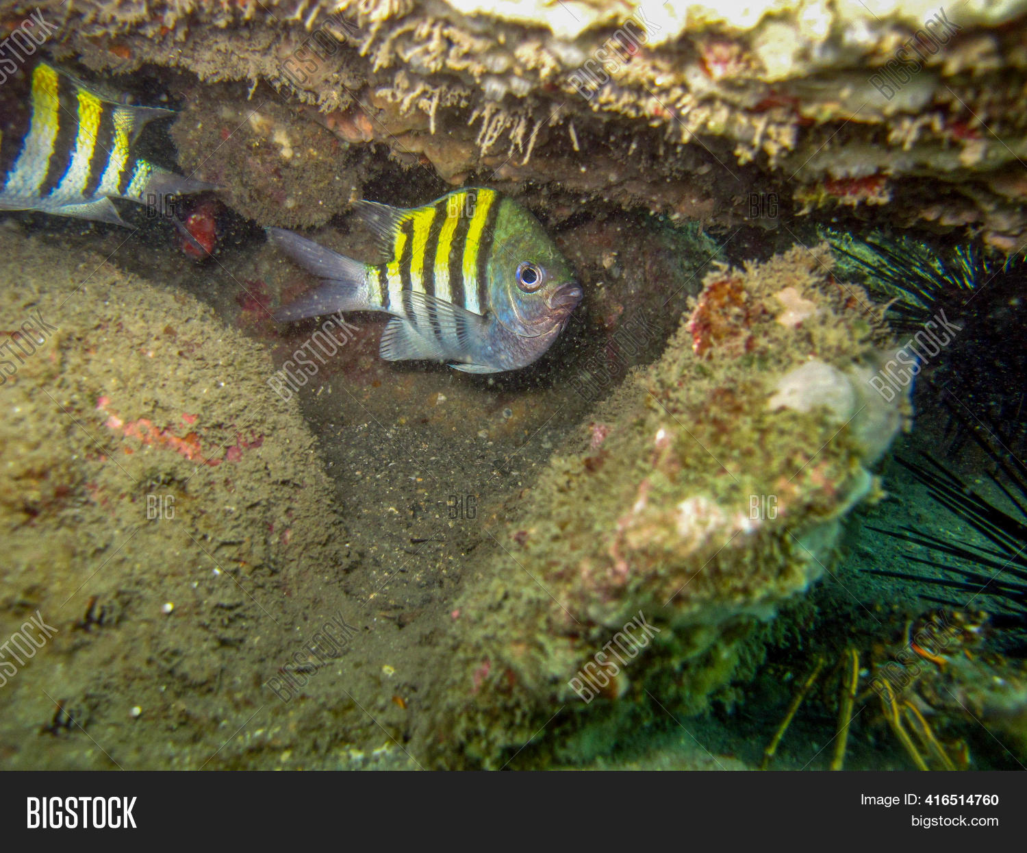 Sergeant Major Fish Image & Photo (Free Trial) | Bigstock