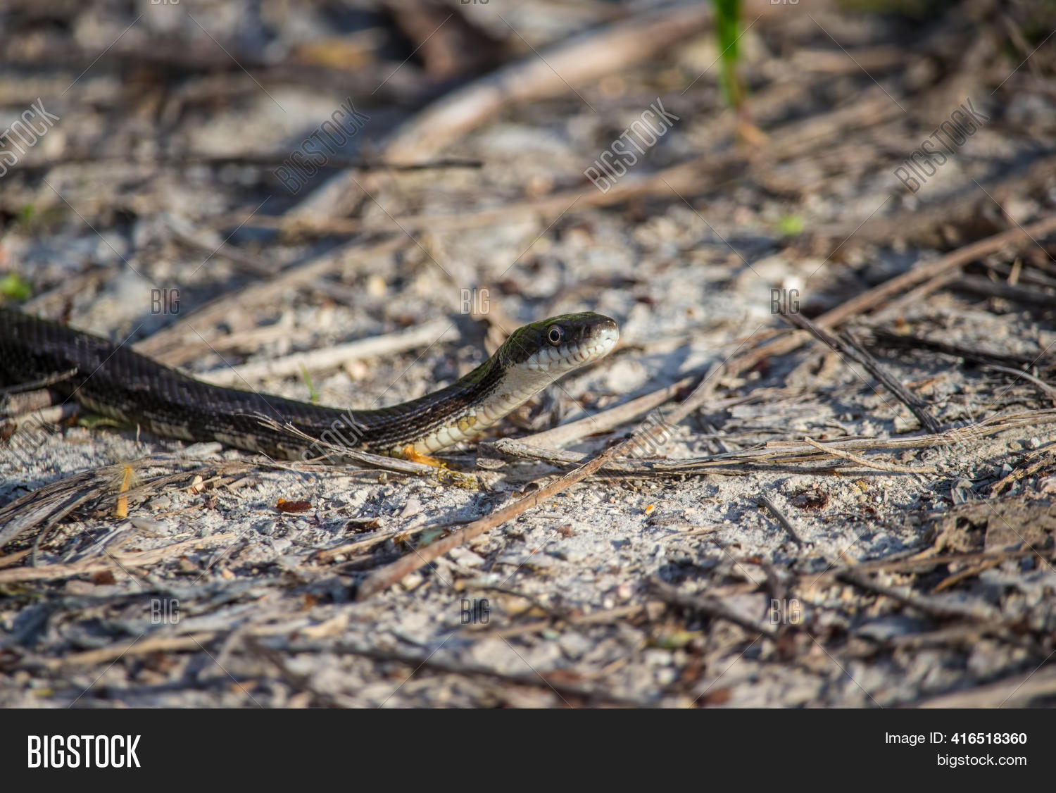 Rat Snake Slithers Image & Photo (Free Trial) | Bigstock
