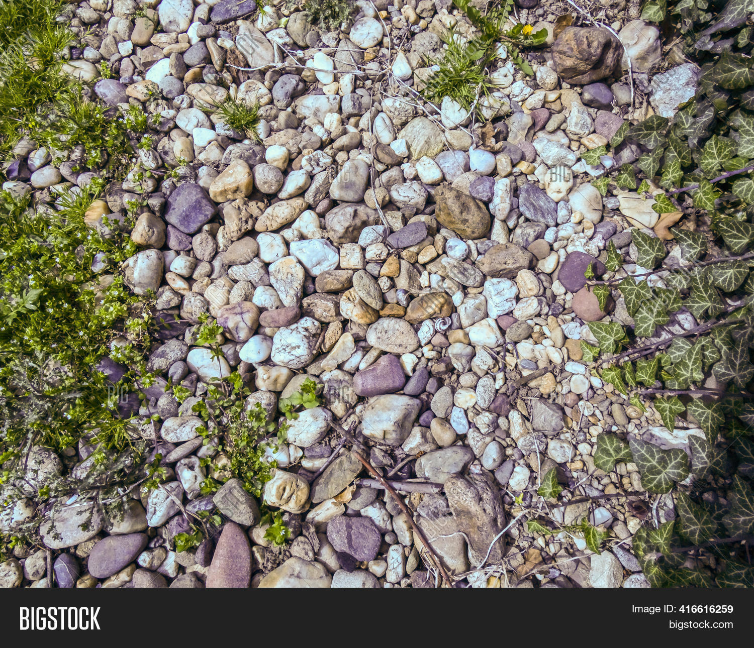 Pebbles Miniature Image & Photo (Free Trial) | Bigstock