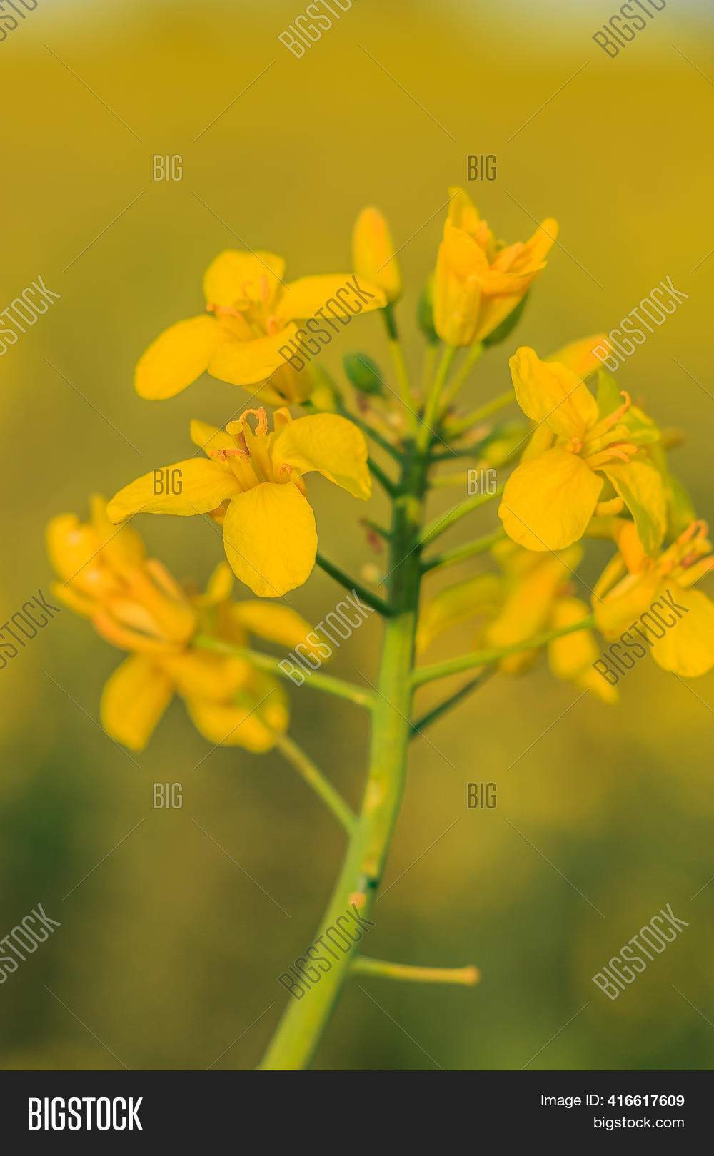 Single Rape Plant Image & Photo (Free Trial) | Bigstock