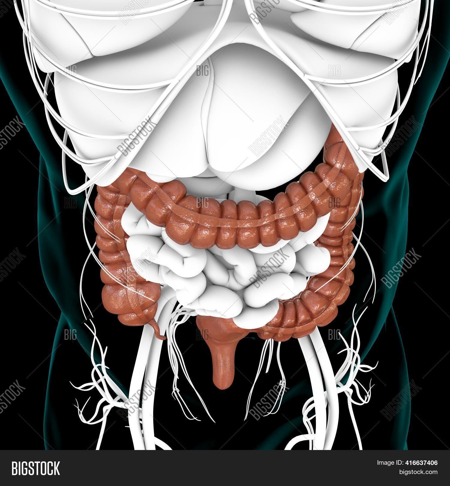 Large Intestine 3D Image & Photo (Free Trial) | Bigstock