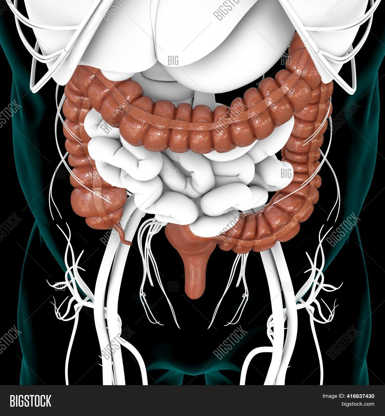 Large Intestine 3D Image & Photo (Free Trial) | Bigstock