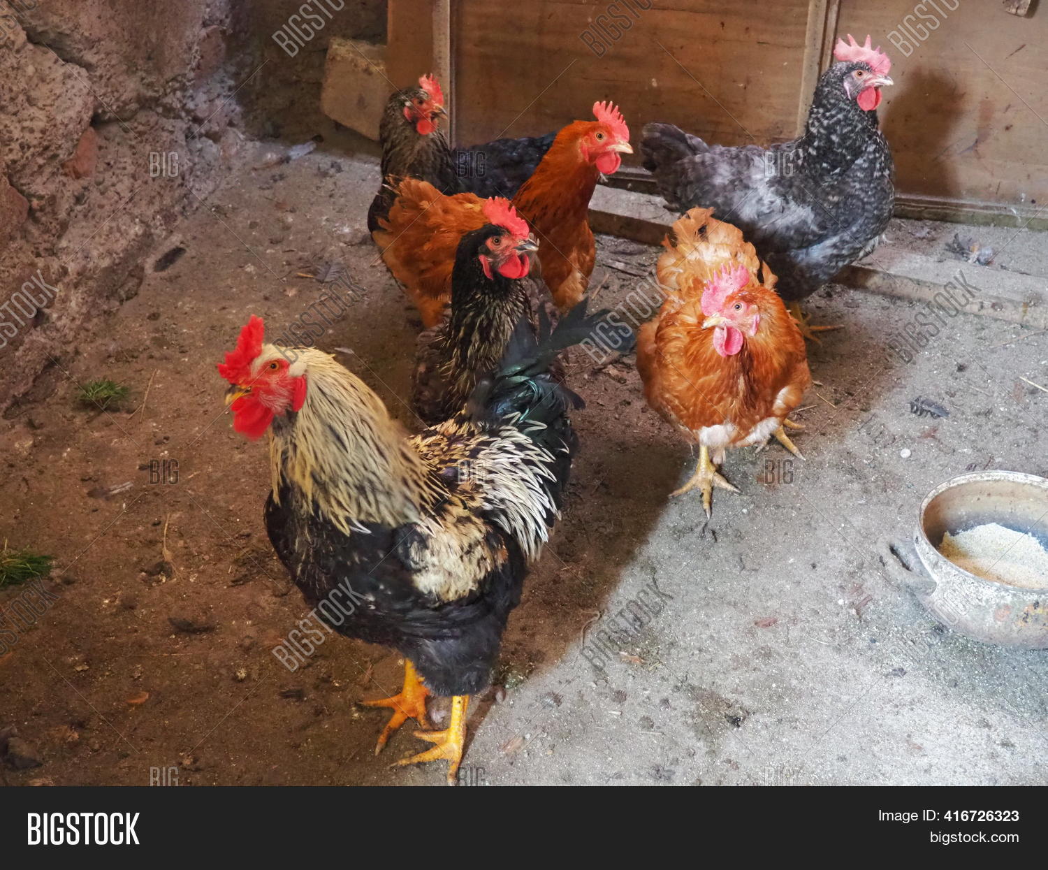 Chicken Barn. Chickens Image & Photo (Free Trial) | Bigstock