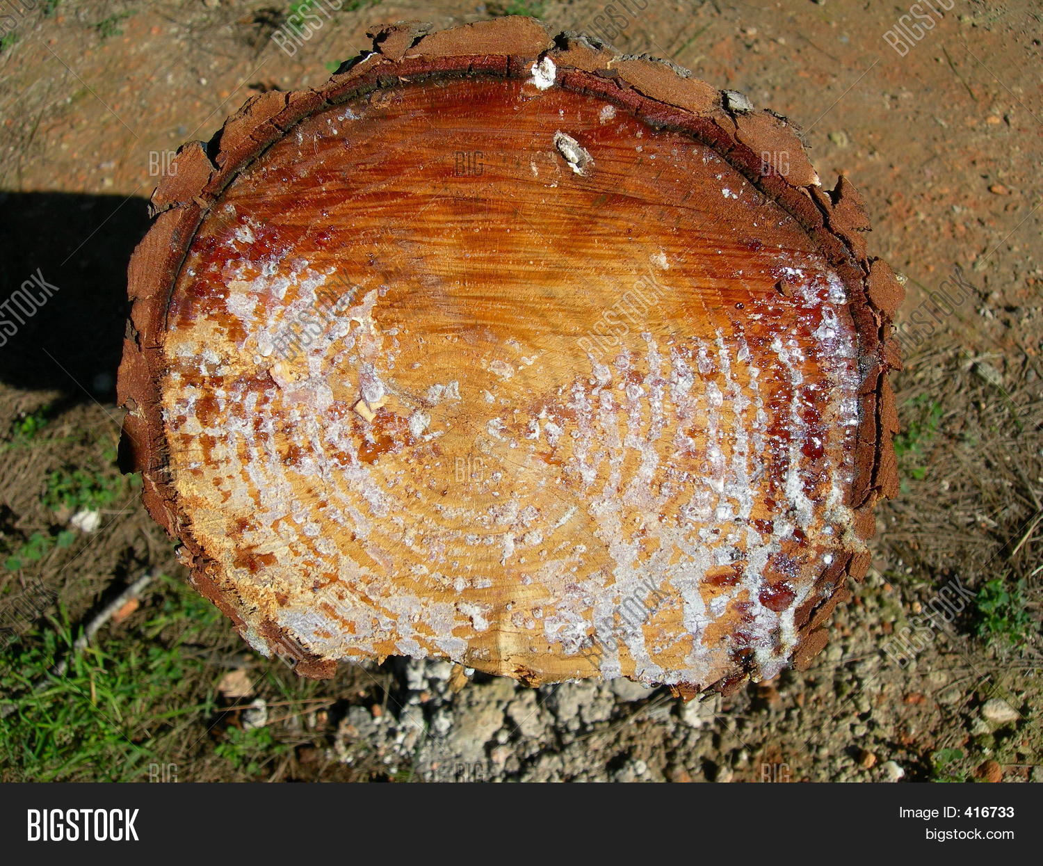 Pine Stump Image & Photo (Free Trial) | Bigstock