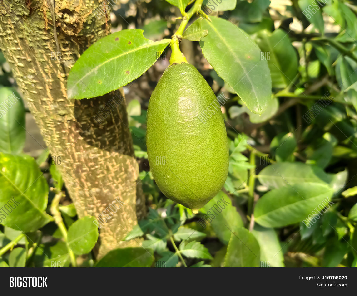 Green Lemon Fruit Image & Photo (Free Trial) | Bigstock