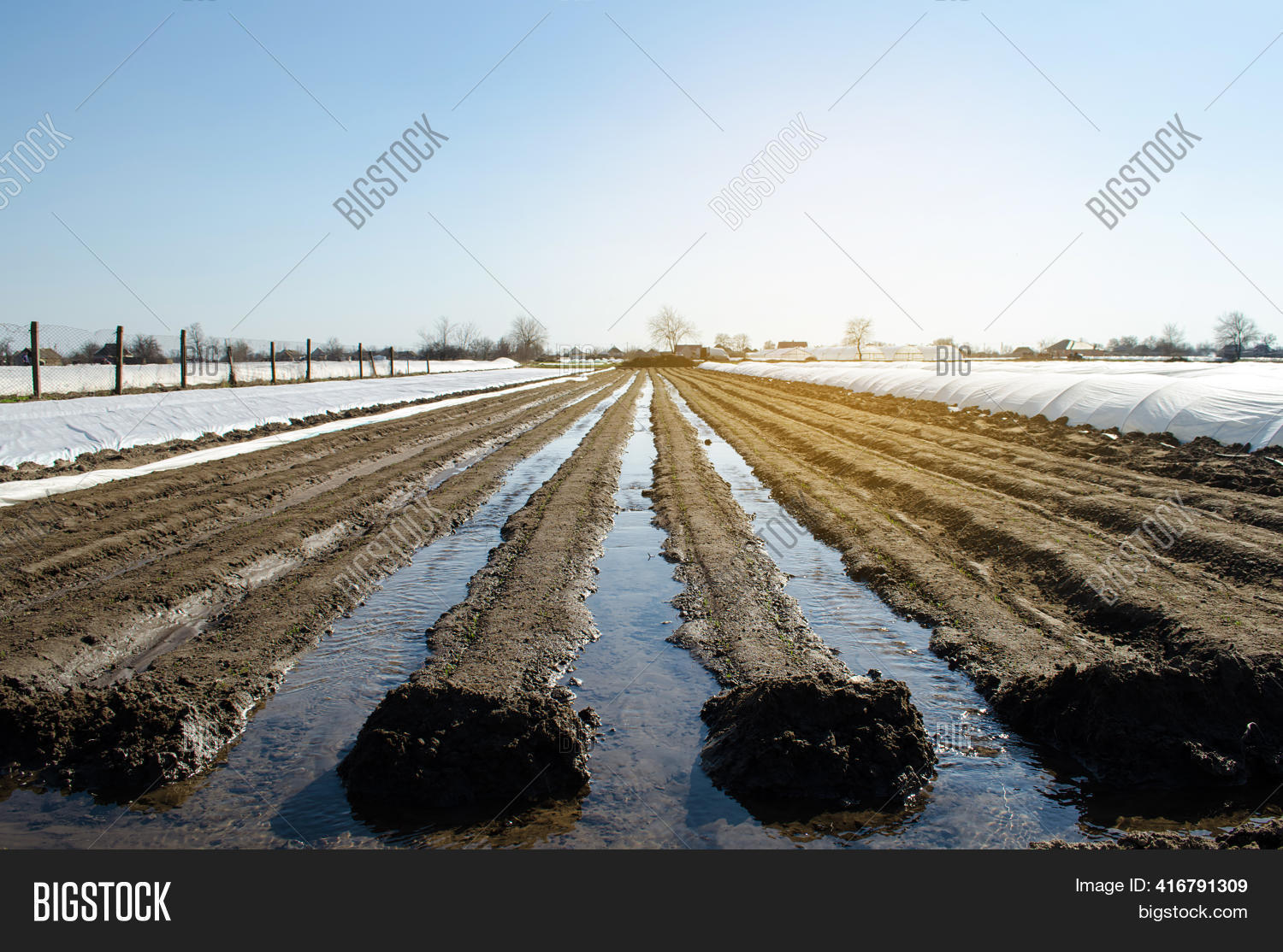 Irrigation Rows Carrot Image & Photo (Free Trial) | Bigstock