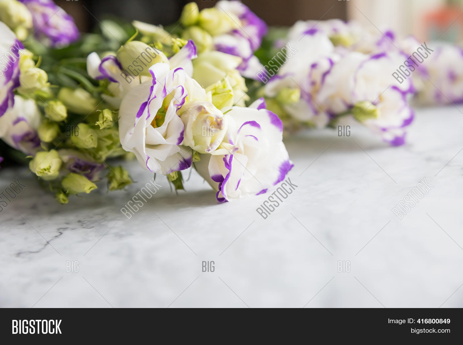Green White Eustoma Image & Photo (Free Trial) | Bigstock