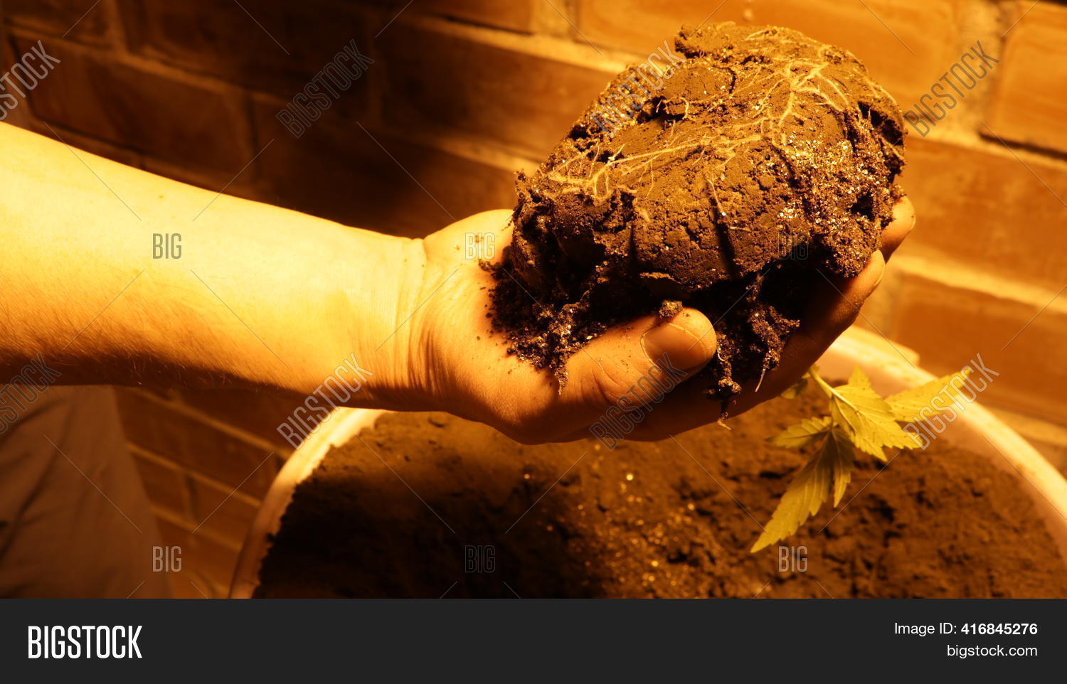 Clump Earth Root Image & Photo (Free Trial) | Bigstock