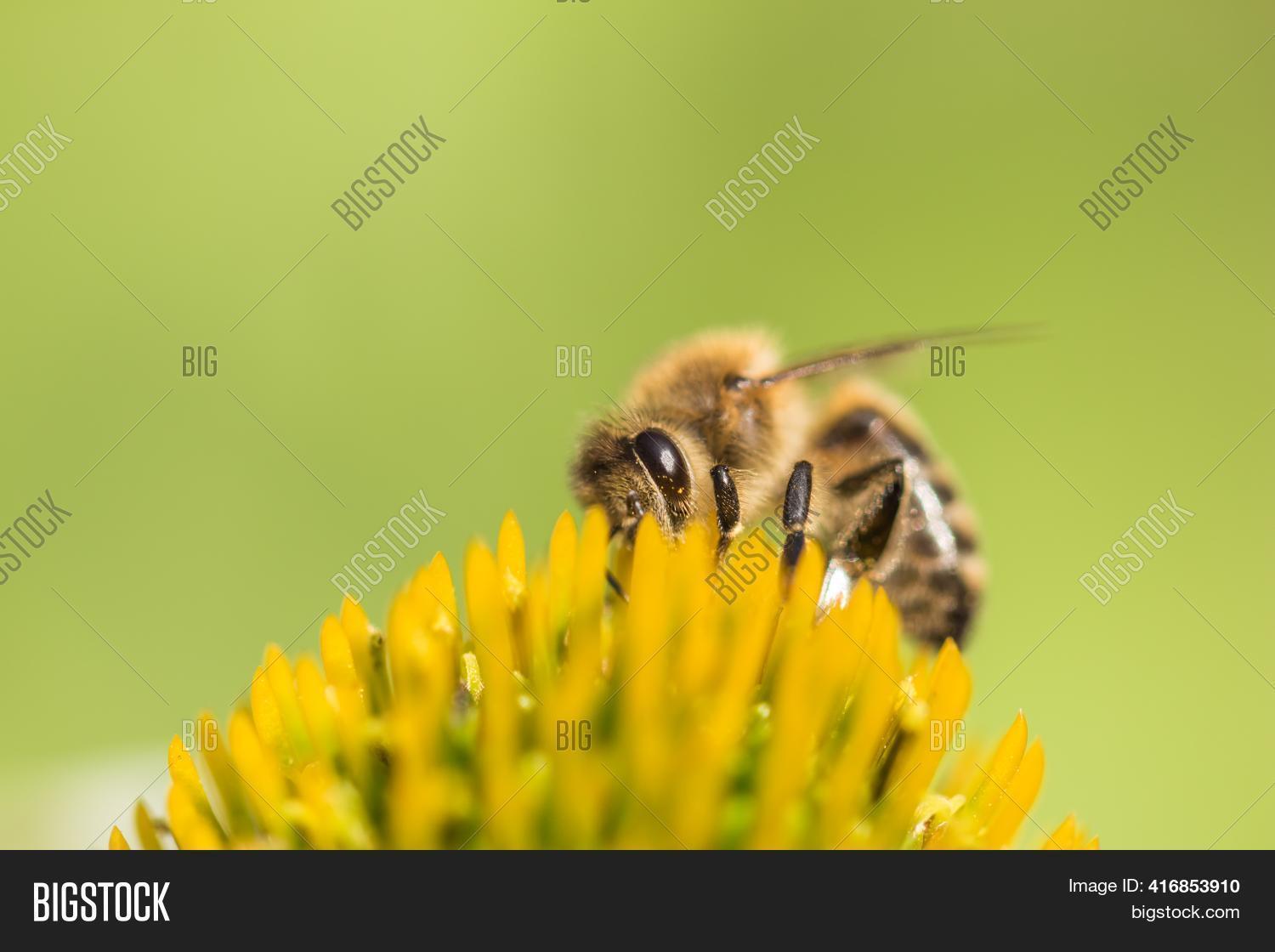 Beautiful Honey Bee Image & Photo (Free Trial) | Bigstock