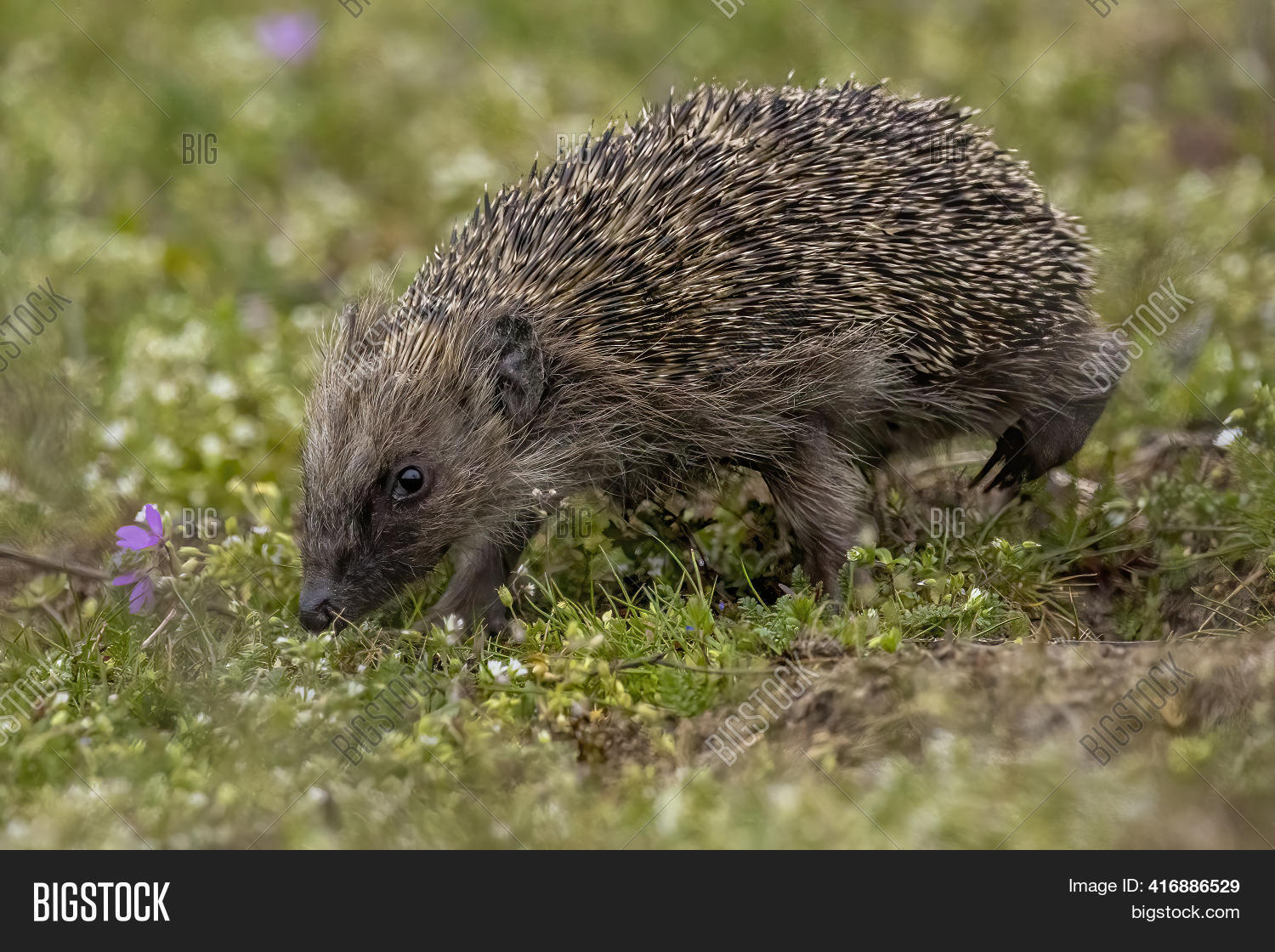 Cute Hedgehog Walking Image & Photo (Free Trial) | Bigstock