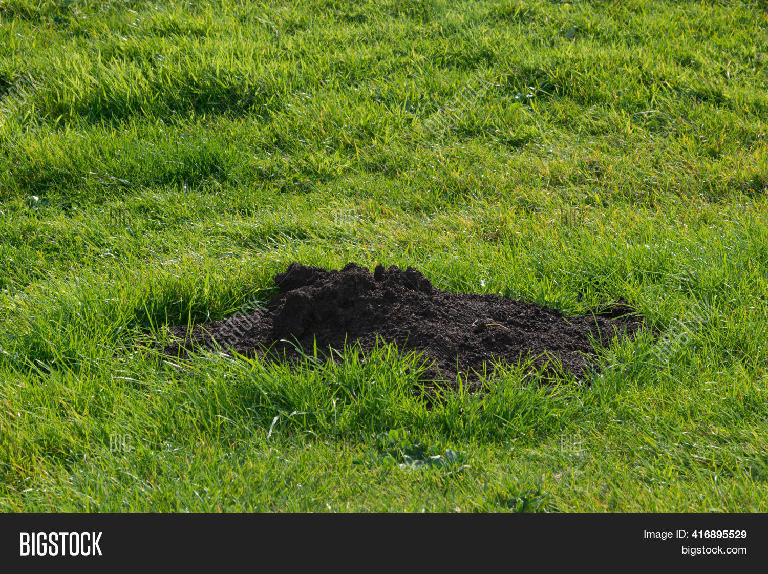 Molehill Field - Left Image & Photo (Free Trial) | Bigstock