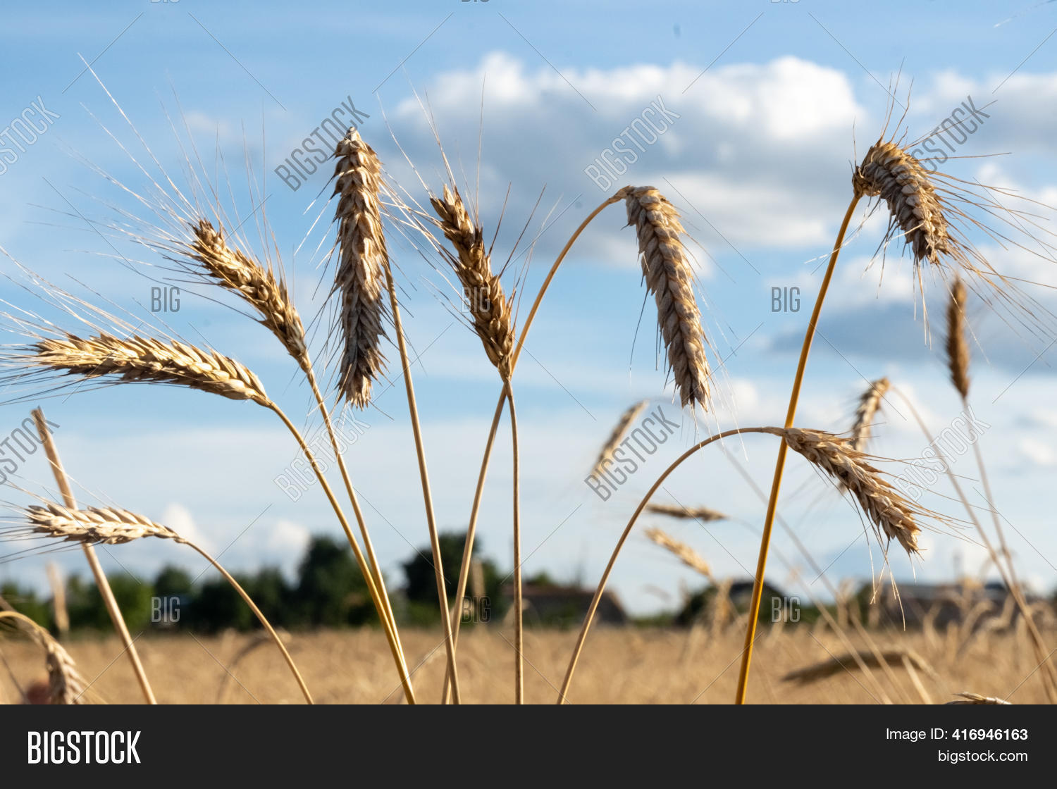 Agriculture. Rye Image & Photo (Free Trial) | Bigstock