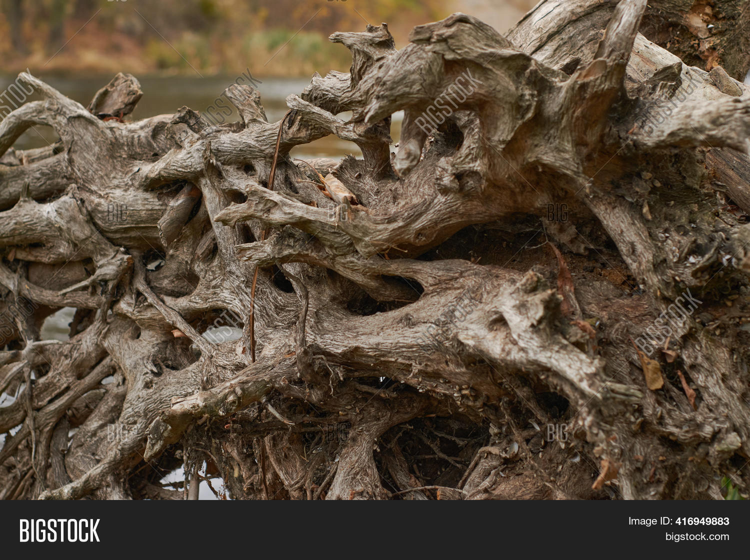 Part Root System Dead Image & Photo (Free Trial) | Bigstock
