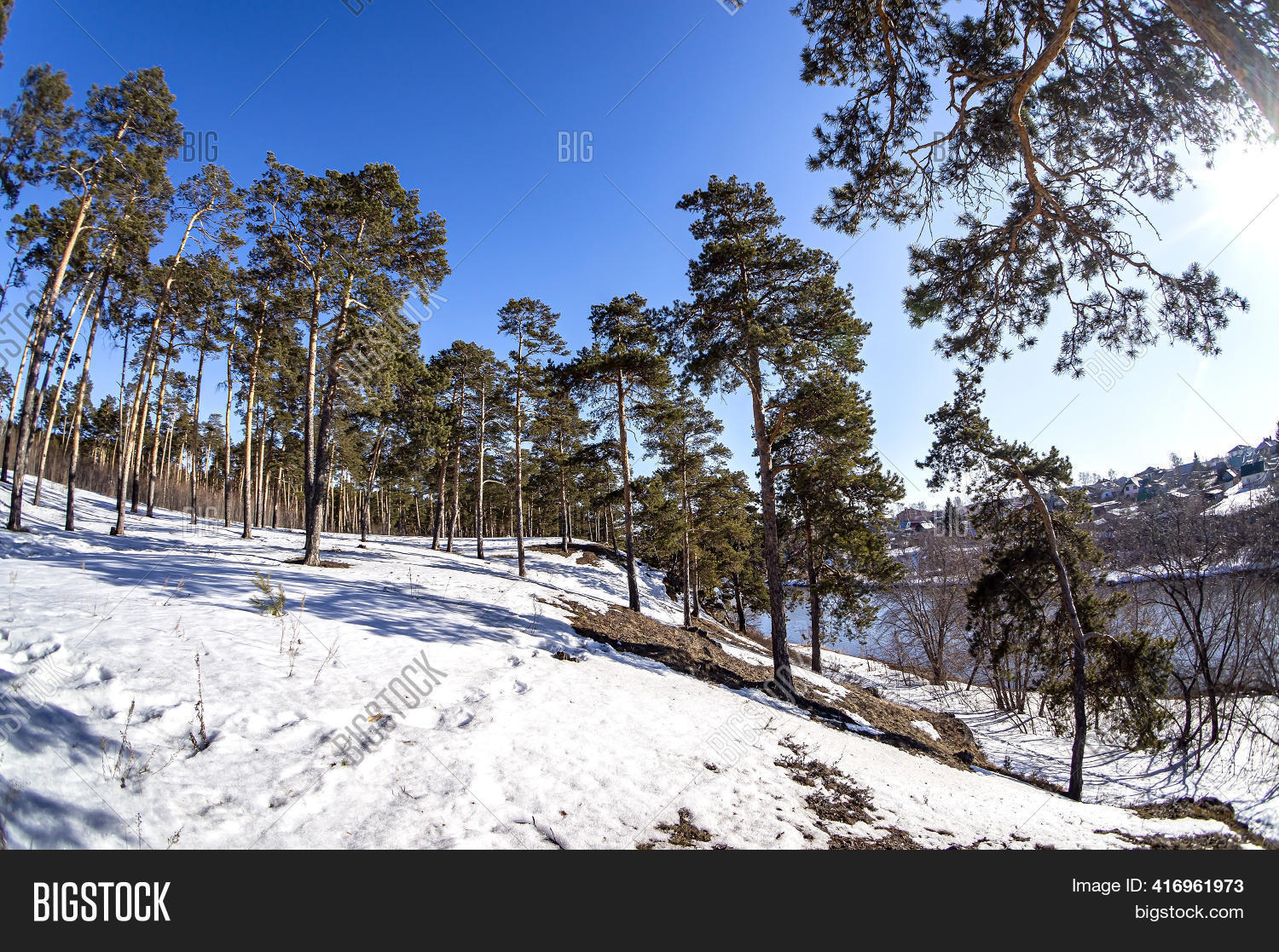 View Pine Trees Spring Image & Photo (Free Trial) | Bigstock