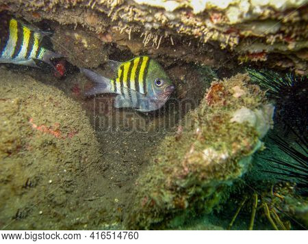Sergeant Major Fish Image & Photo (Free Trial) | Bigstock