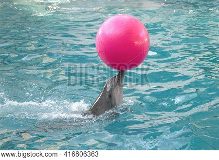 Dolphin. Bottlenose Image & Photo (Free Trial) | Bigstock
