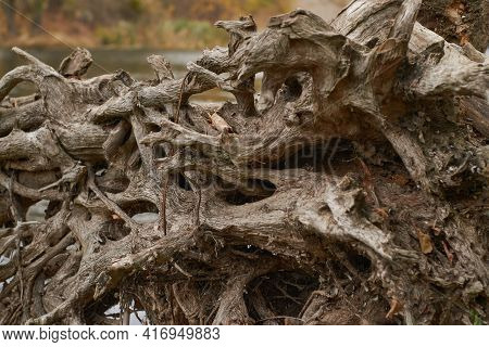 Part Root System Dead Image & Photo (Free Trial) | Bigstock