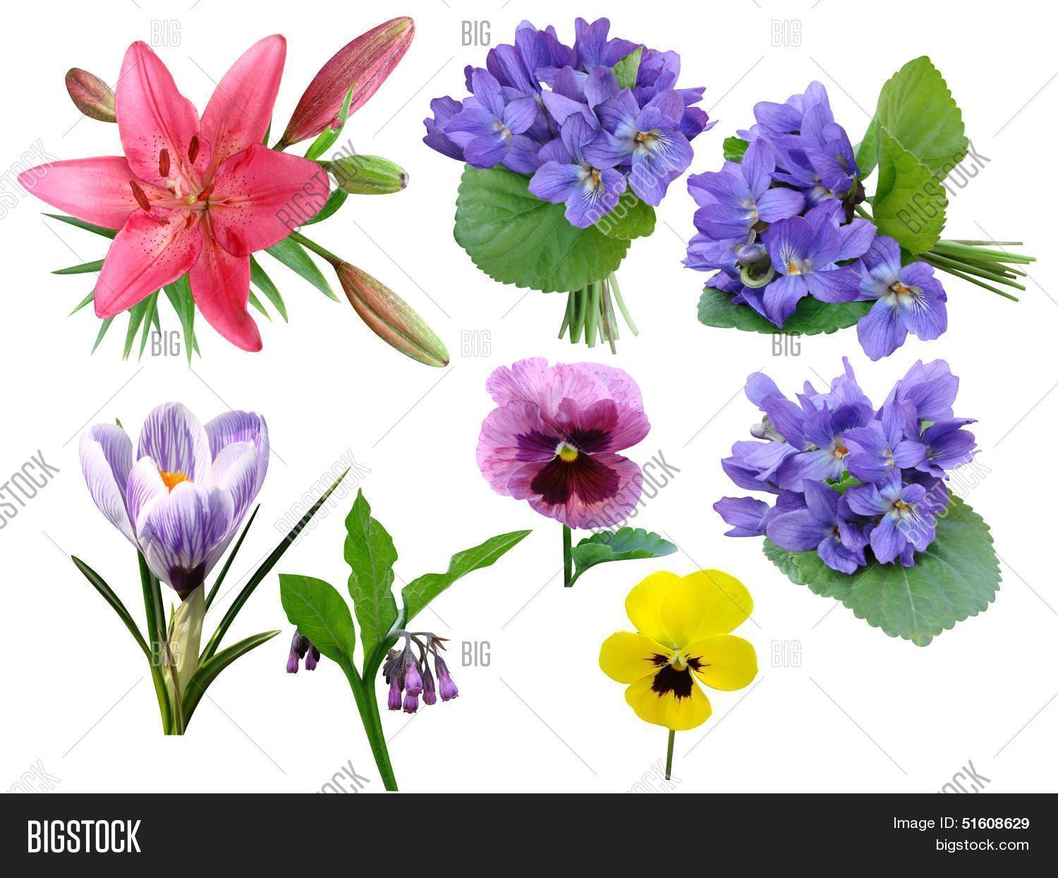 Flowers Collection Image & Photo (Free Trial) | Bigstock