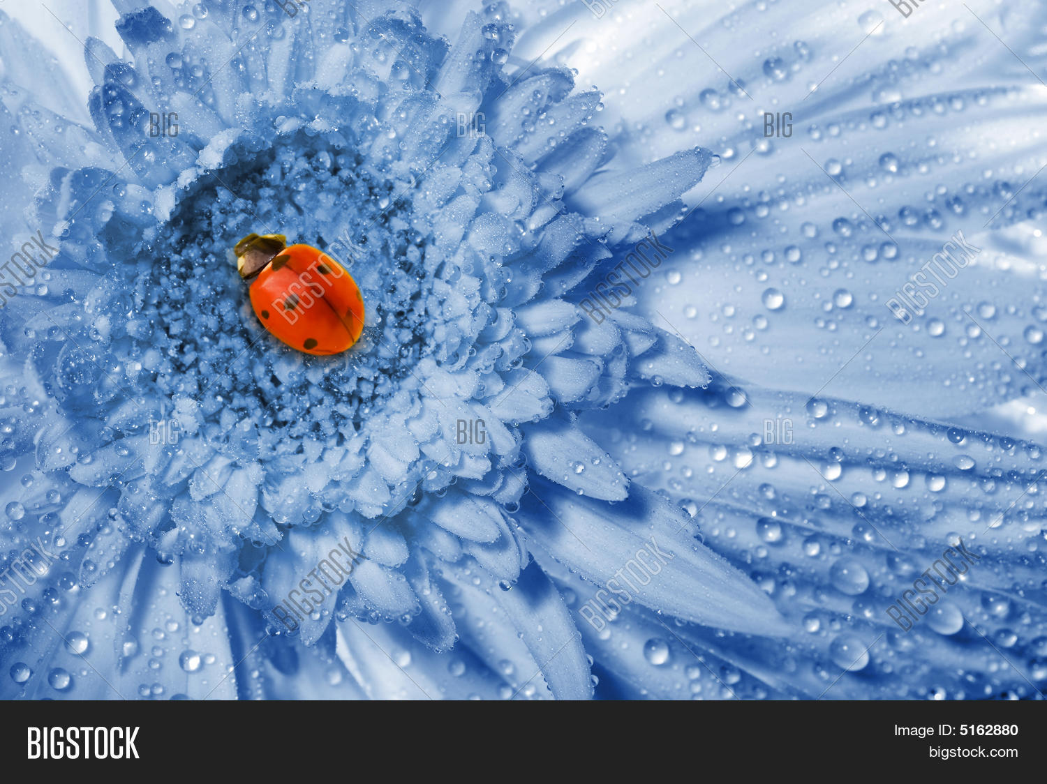 Ladybug Sitting On Image & Photo (Free Trial) | Bigstock