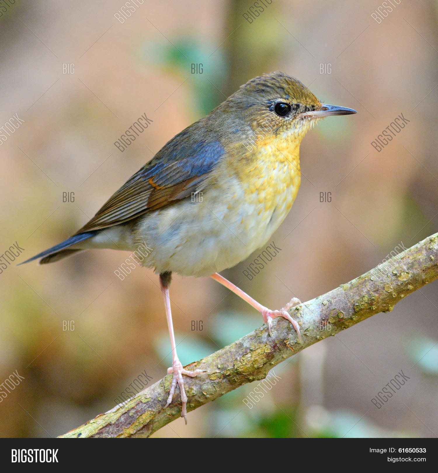 Siberian Blue Robin Image & Photo (Free Trial) | Bigstock
