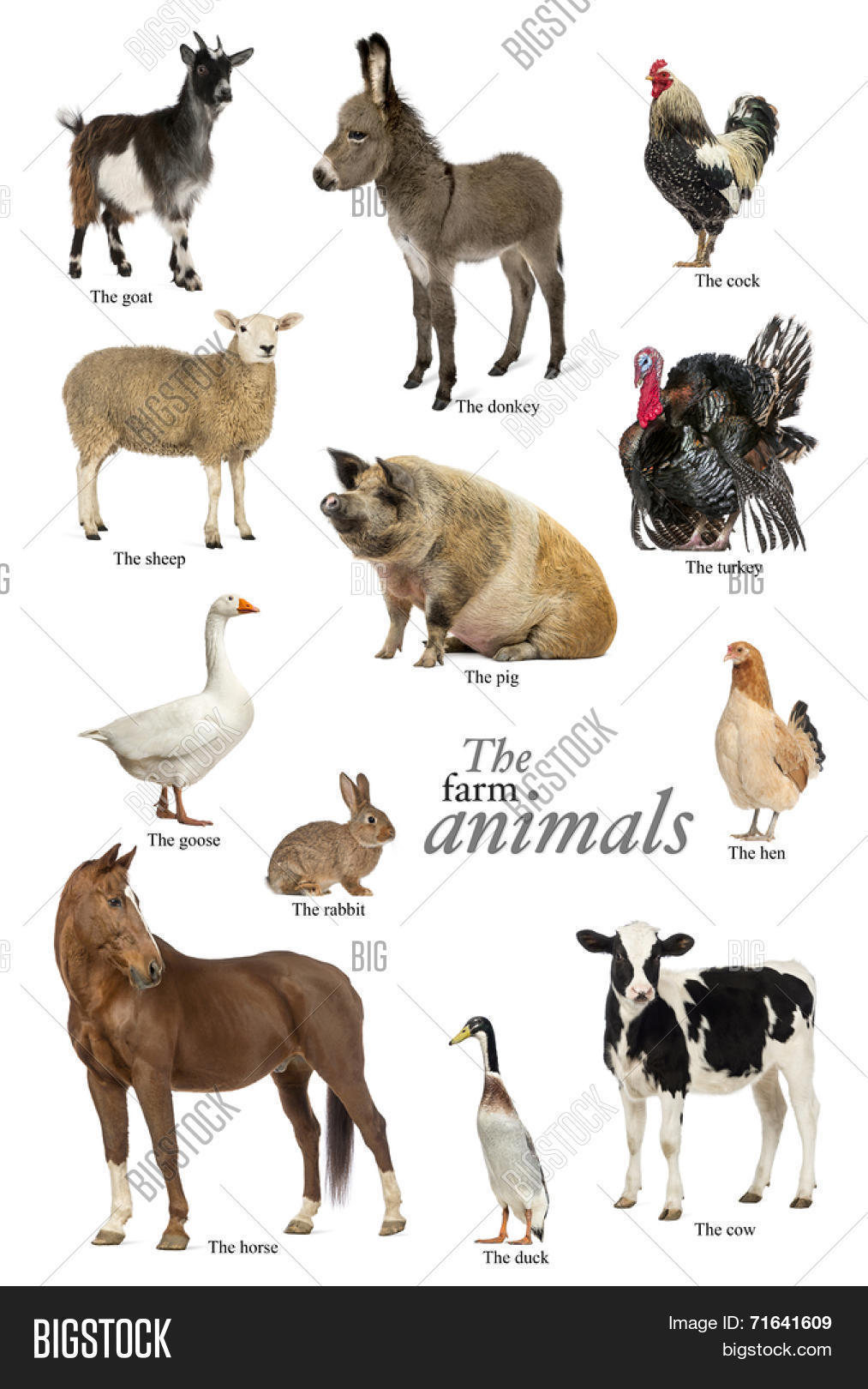 Educational Poster Image & Photo (Free Trial) | Bigstock