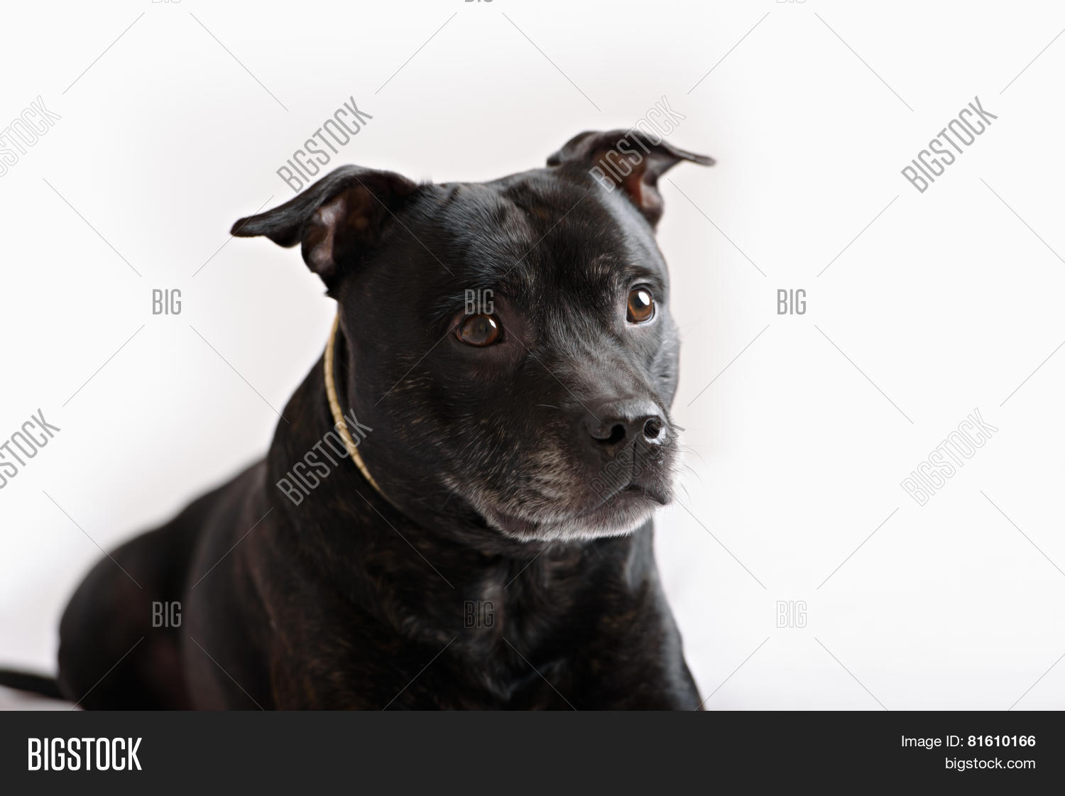 Staffie Portrait. Image & Photo (Free Trial) | Bigstock