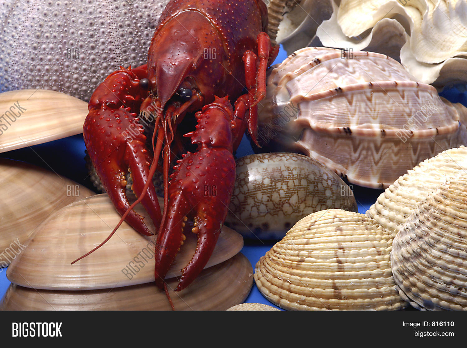 Seafood4 Image & Photo (Free Trial) | Bigstock