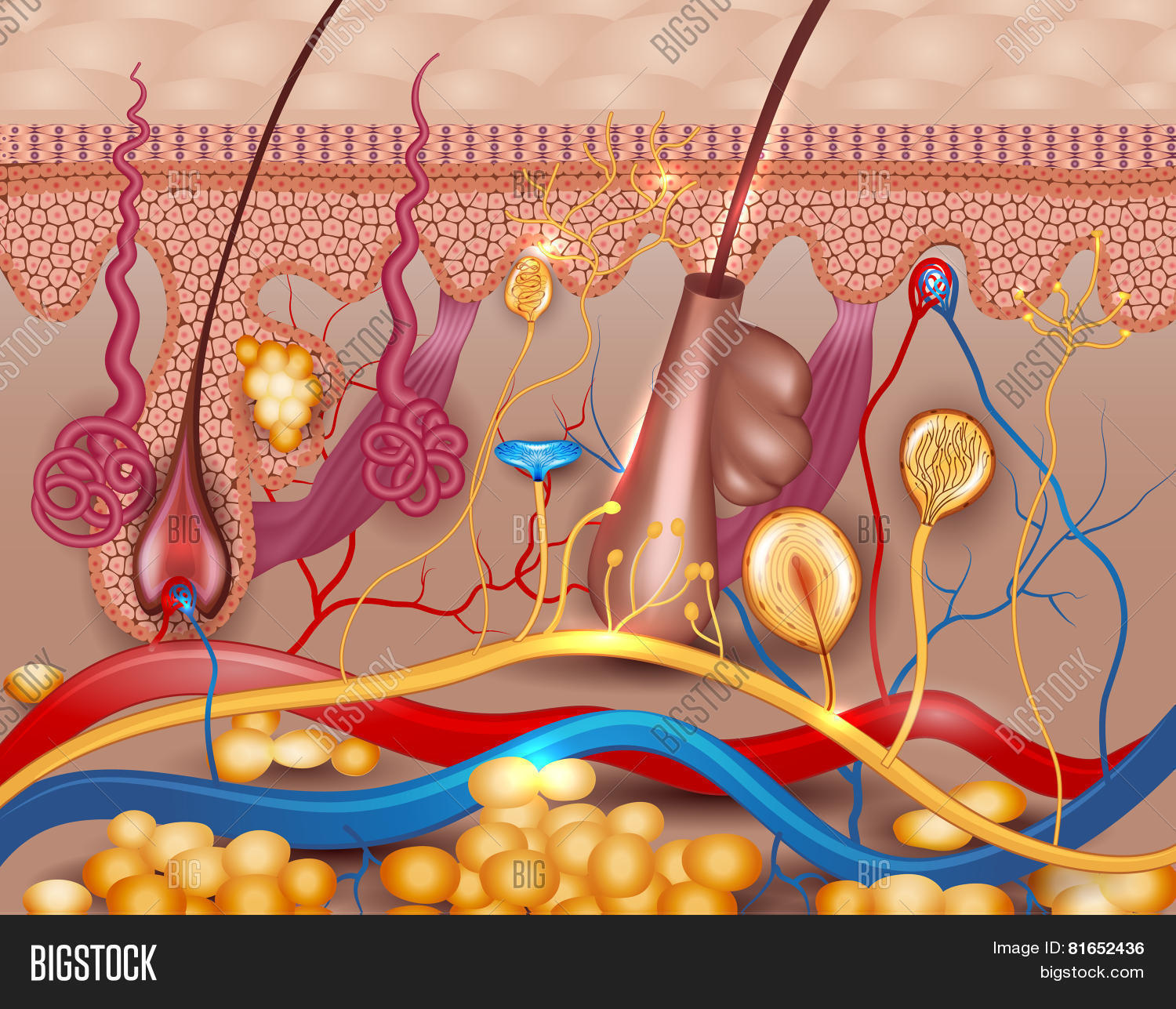 Human Skin Detailed Vector & Photo (Free Trial) | Bigstock