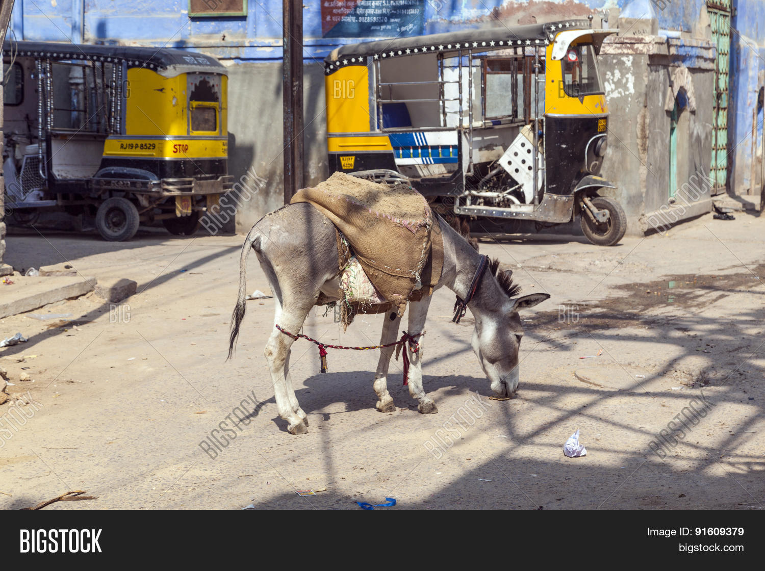 Donkeys Used Transport Image & Photo (Free Trial) | Bigstock