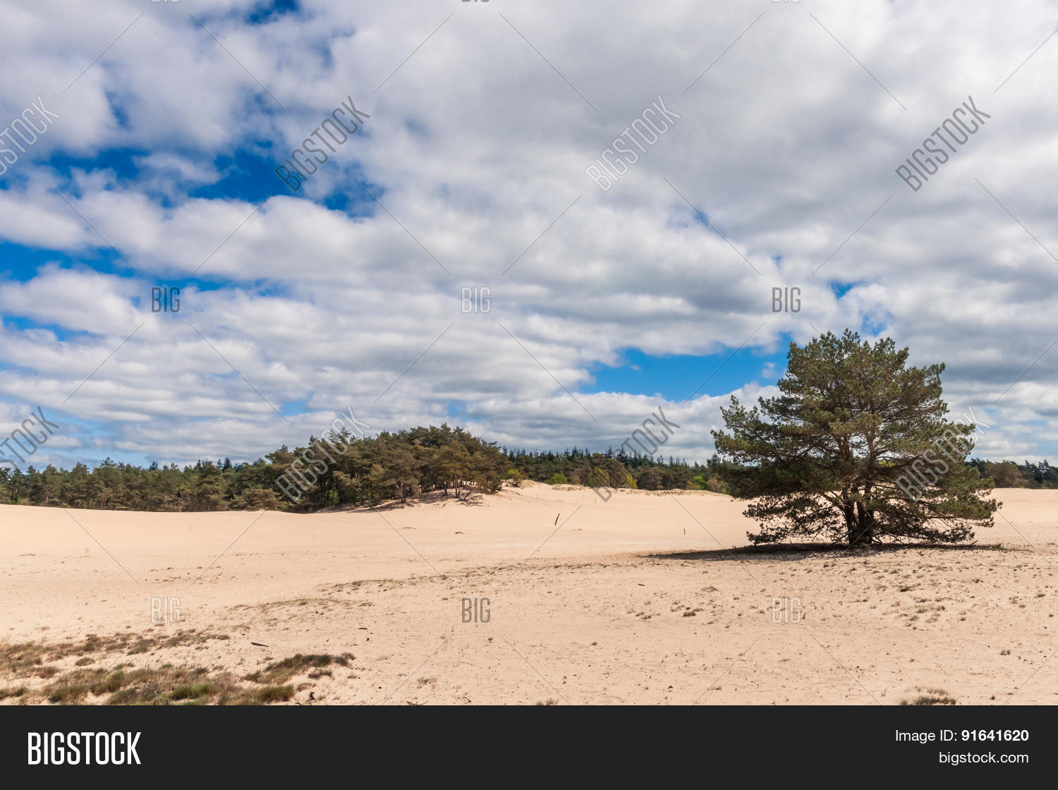 Sand Plain Dunes Dutch Image & Photo (Free Trial) | Bigstock