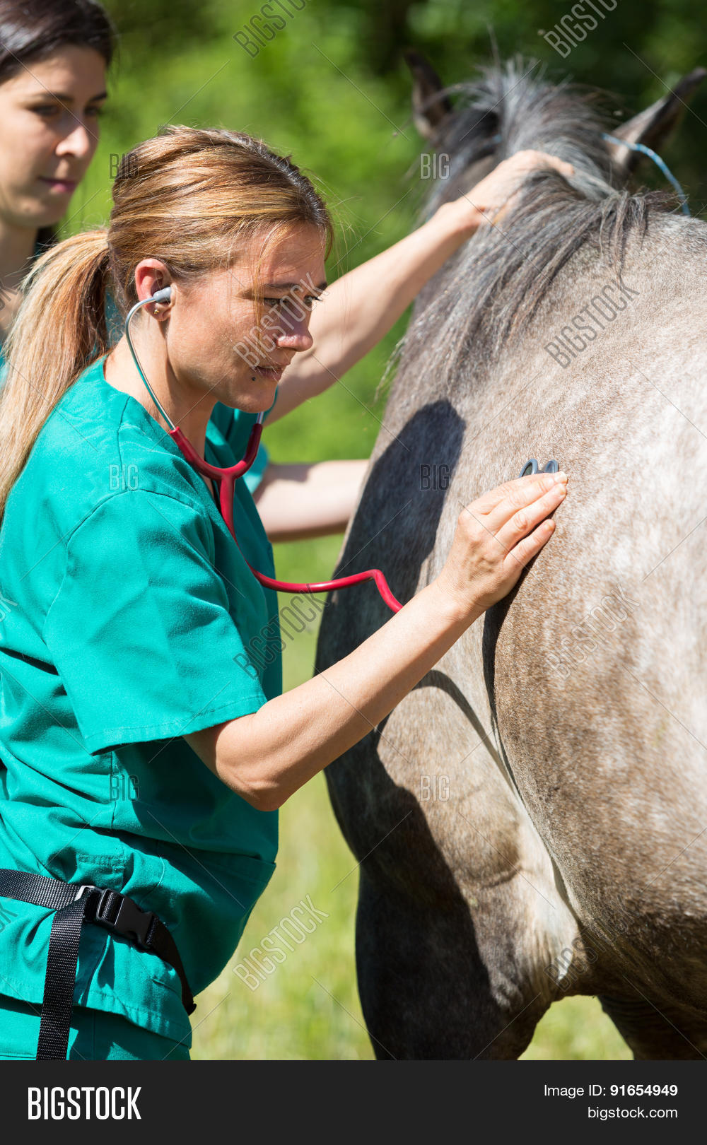 Veterinary On Farm Image & Photo (Free Trial) | Bigstock