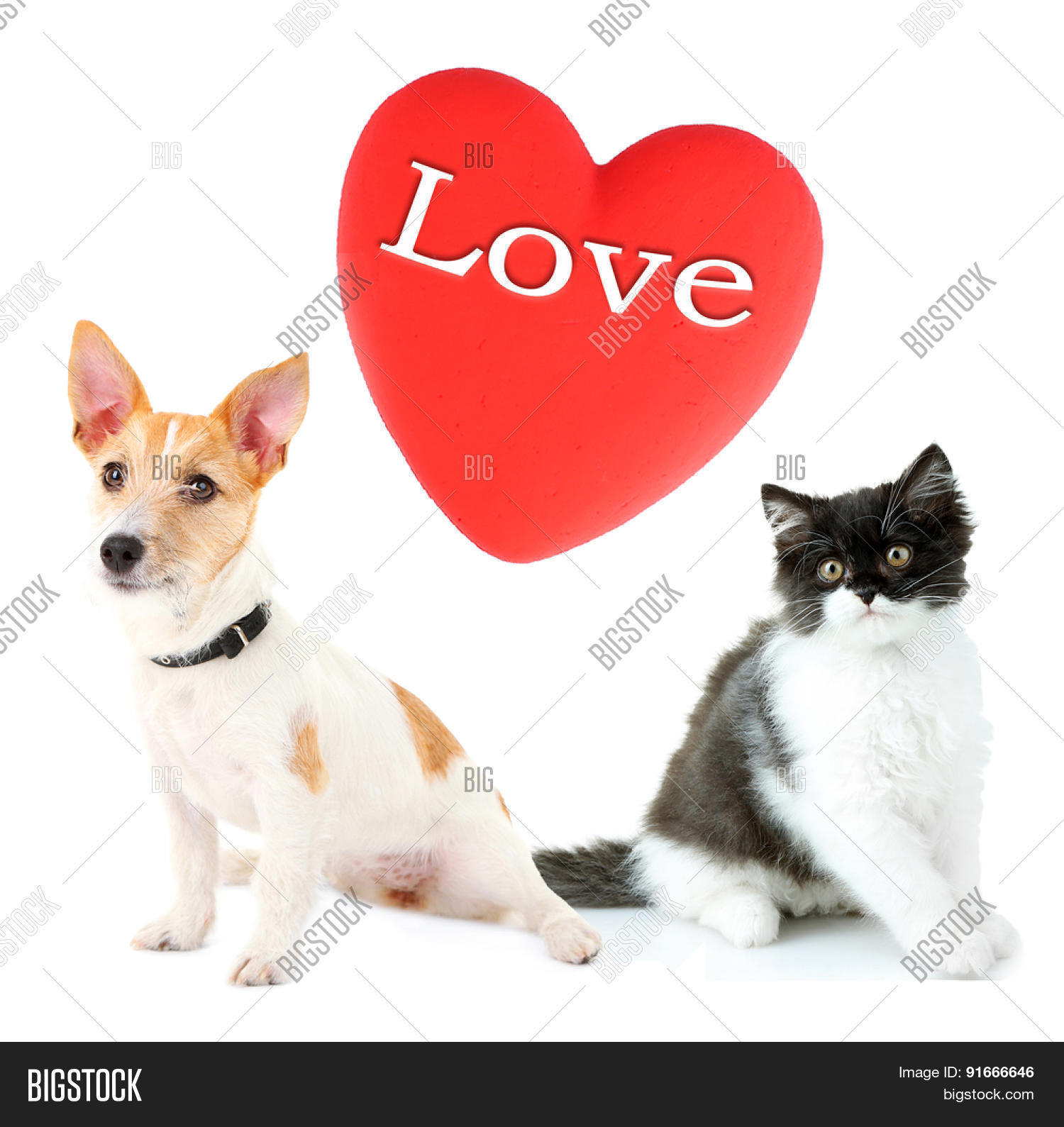 Cat Dog Red Heart Image & Photo (Free Trial) | Bigstock