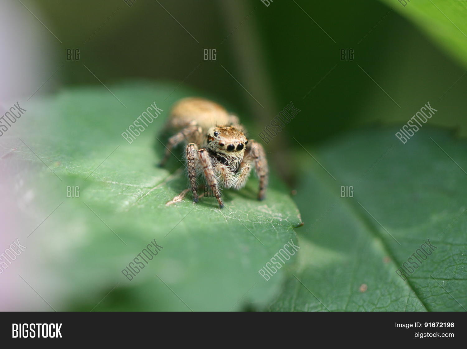 Jump Spider Feature Image & Photo (Free Trial) | Bigstock