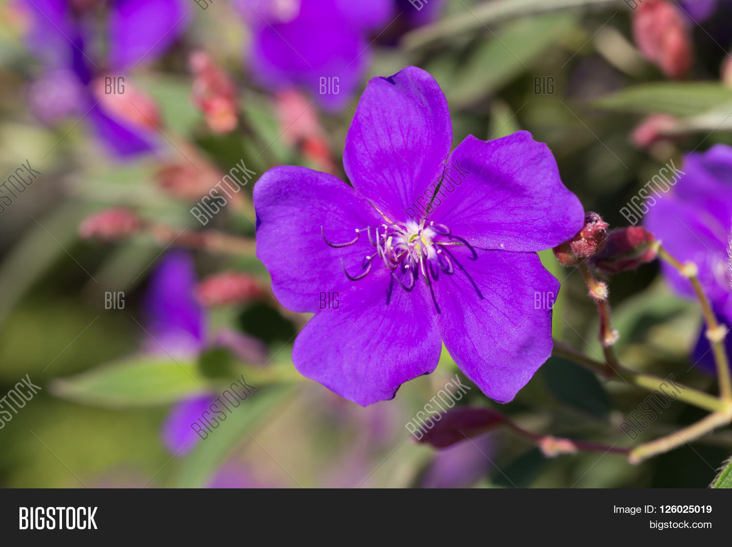 Purple Princess Flower Image & Photo (Free Trial) | Bigstock