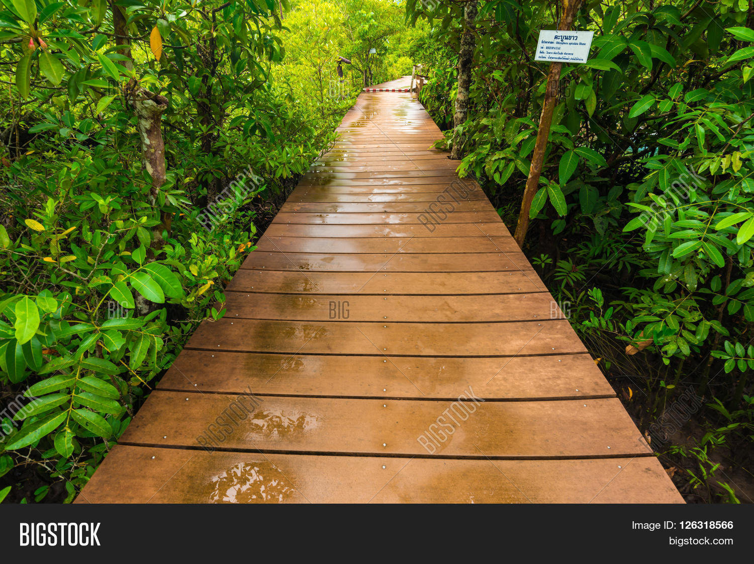 Long Wood Pathway Image & Photo (Free Trial) | Bigstock