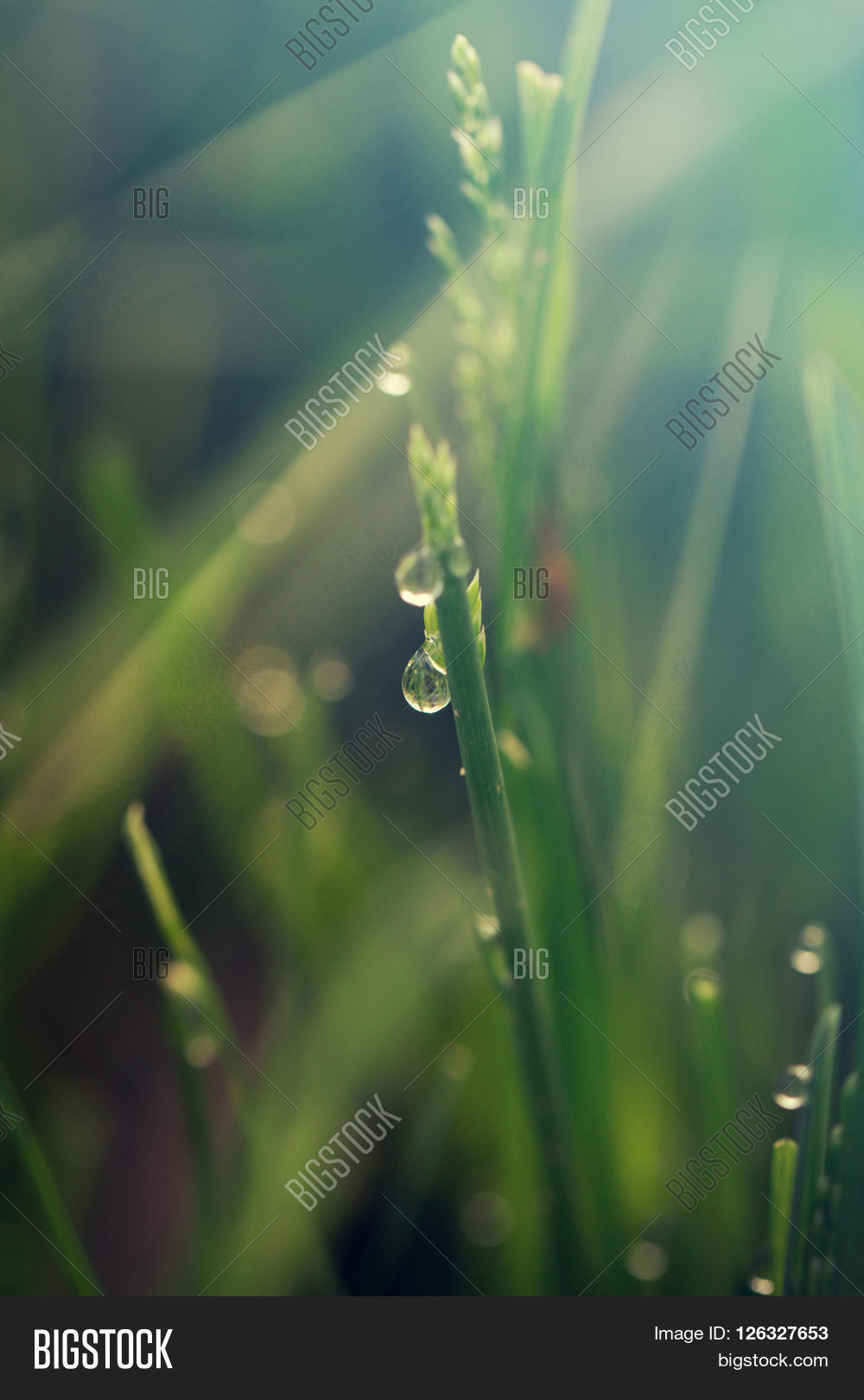 Fresh Morning Dew On Image & Photo (Free Trial) | Bigstock