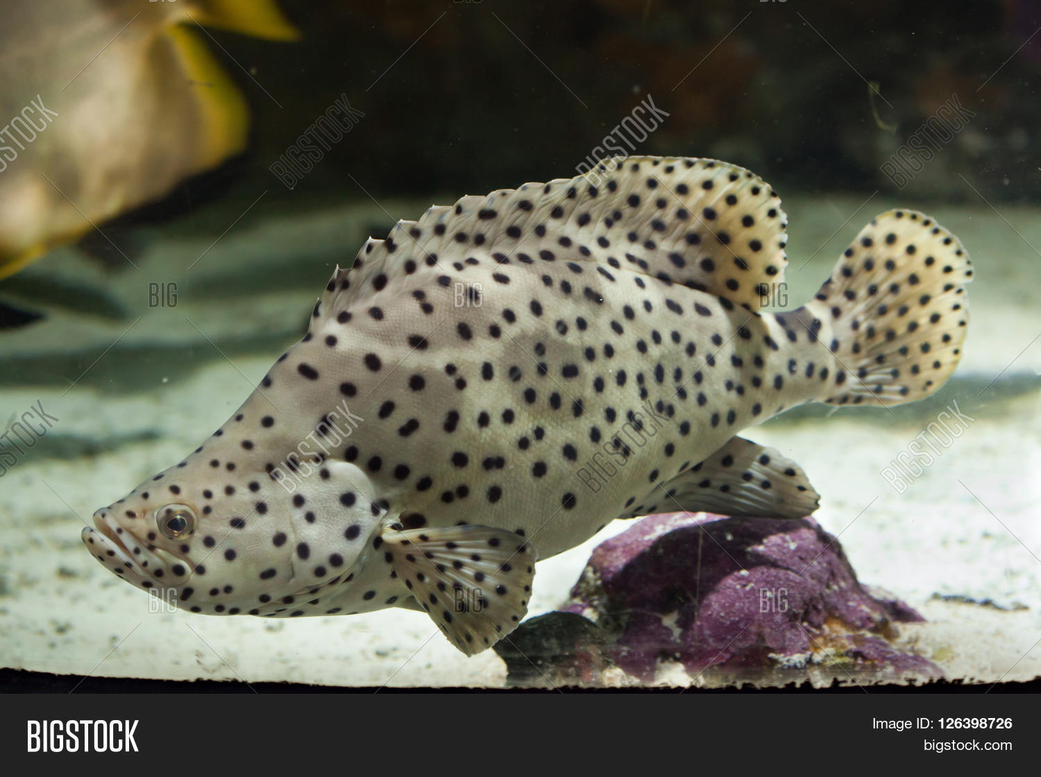 Humpback Grouper ( Image & Photo (Free Trial) | Bigstock