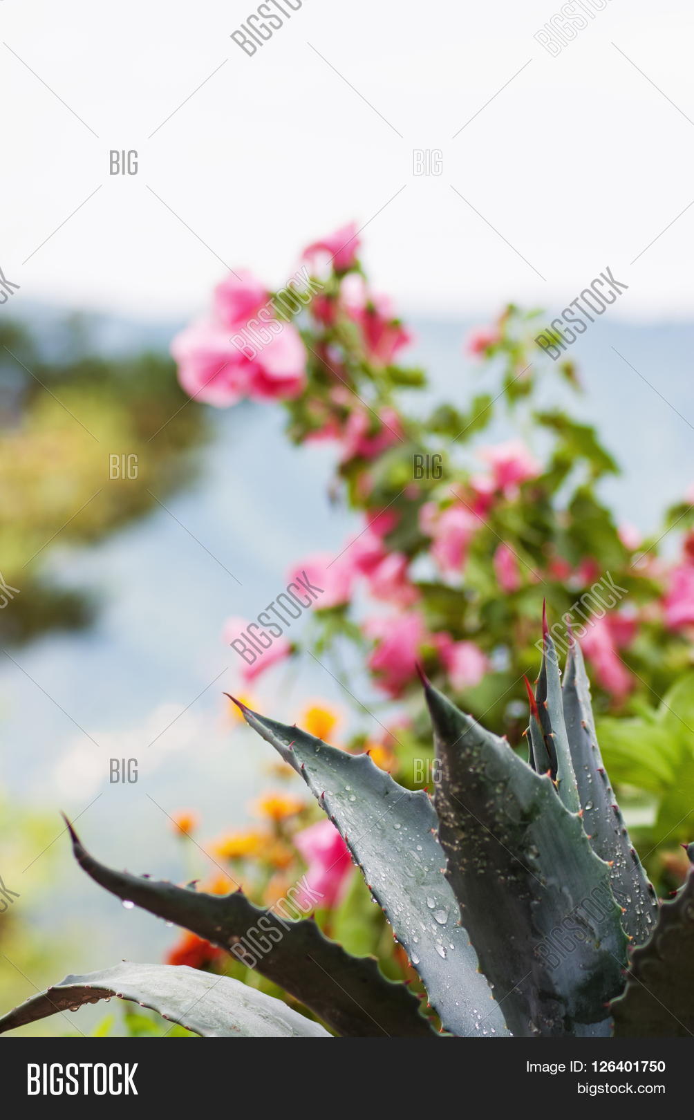 Aloa Plant Backyard Image & Photo (Free Trial) | Bigstock