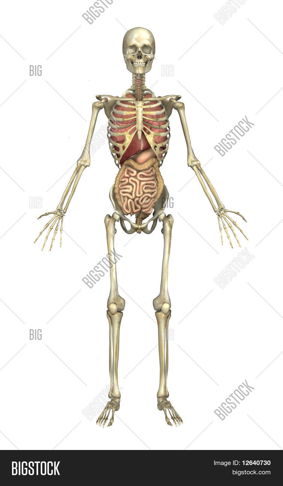 Male Skeleton Internal Image & Photo (Free Trial) | Bigstock